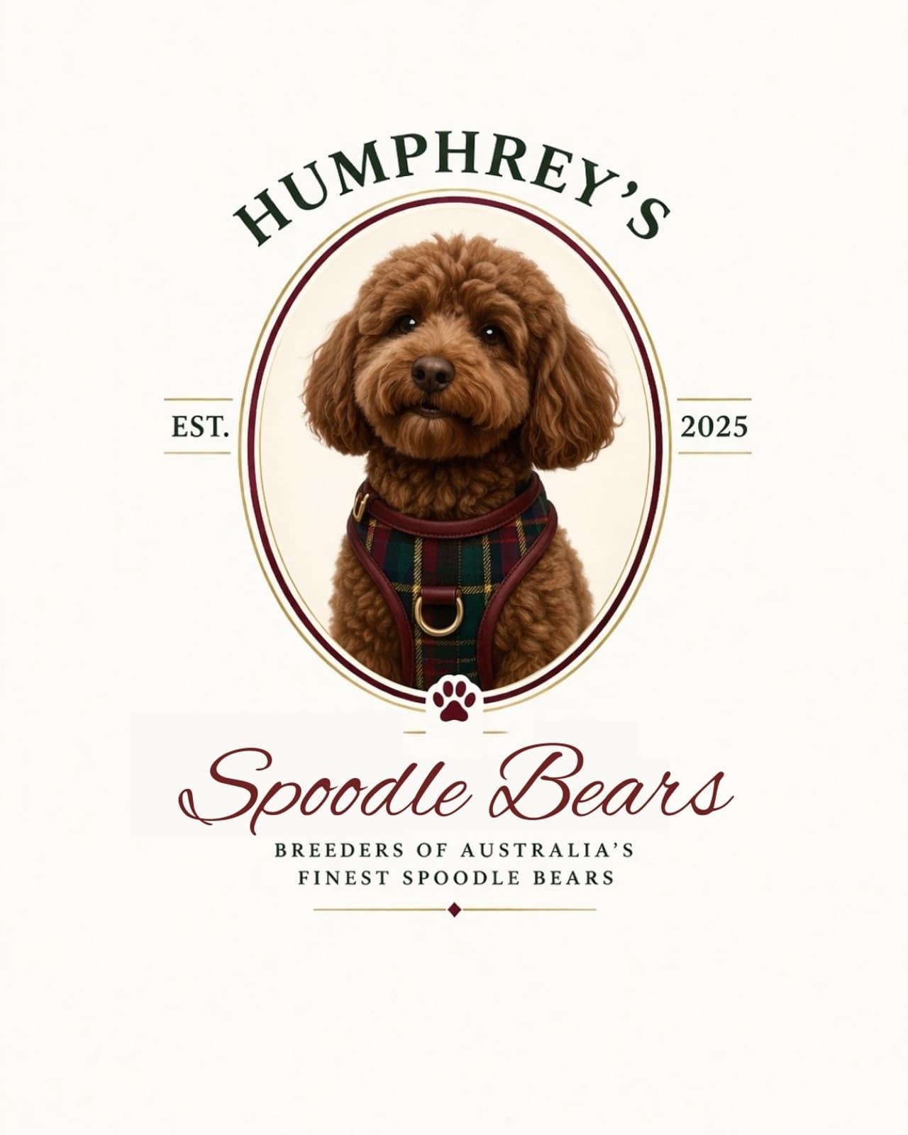 Adorable Spoodle Teddy Bears | Family raised and Ready Now | Dogs ...