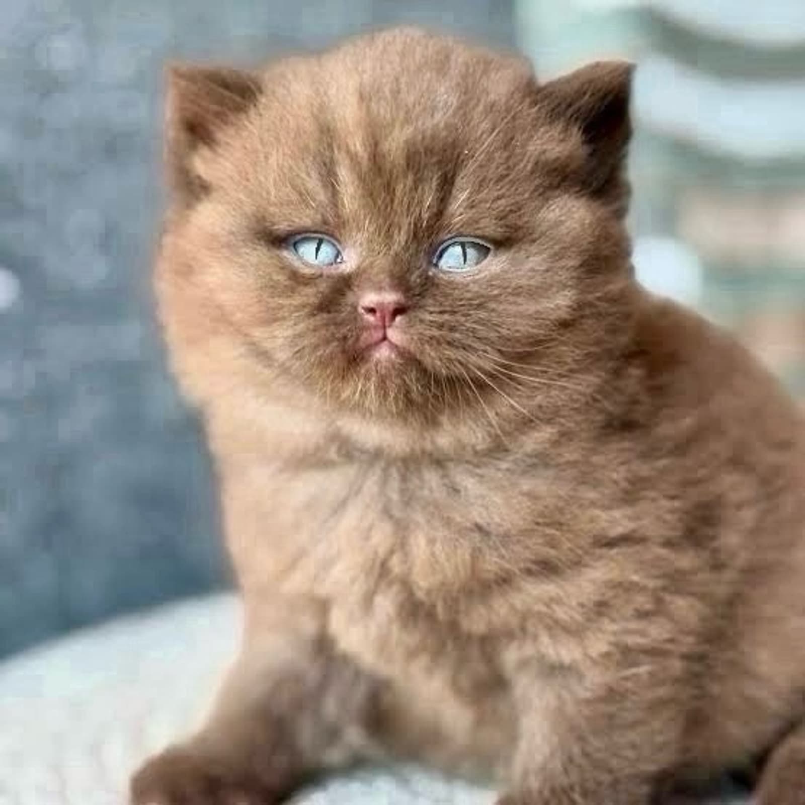 Purebreed British Shorthair Kittens Available | Cats & Kittens ...