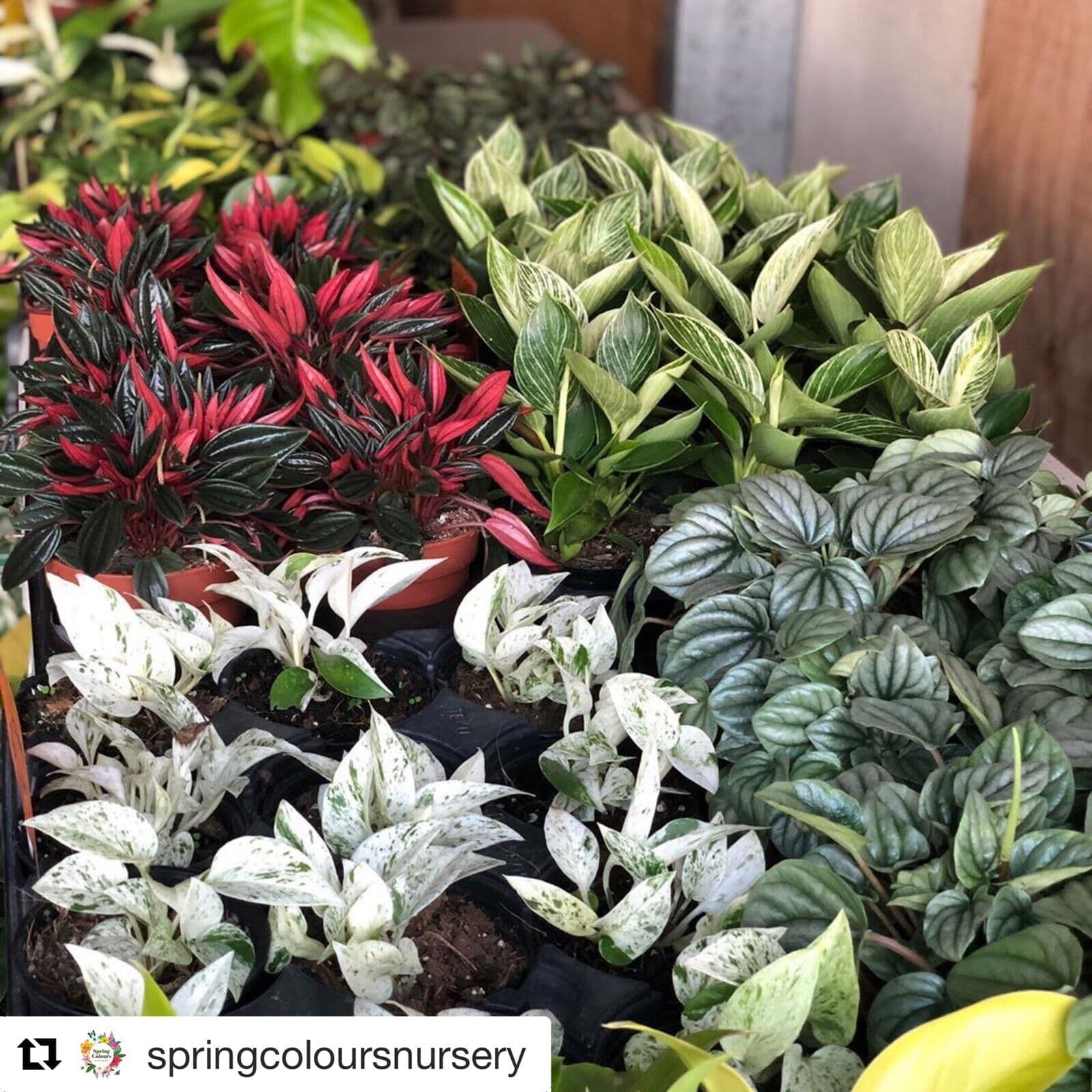 Trachelospermum tricolour - Plants in Dural NSW | Gumtree Australia