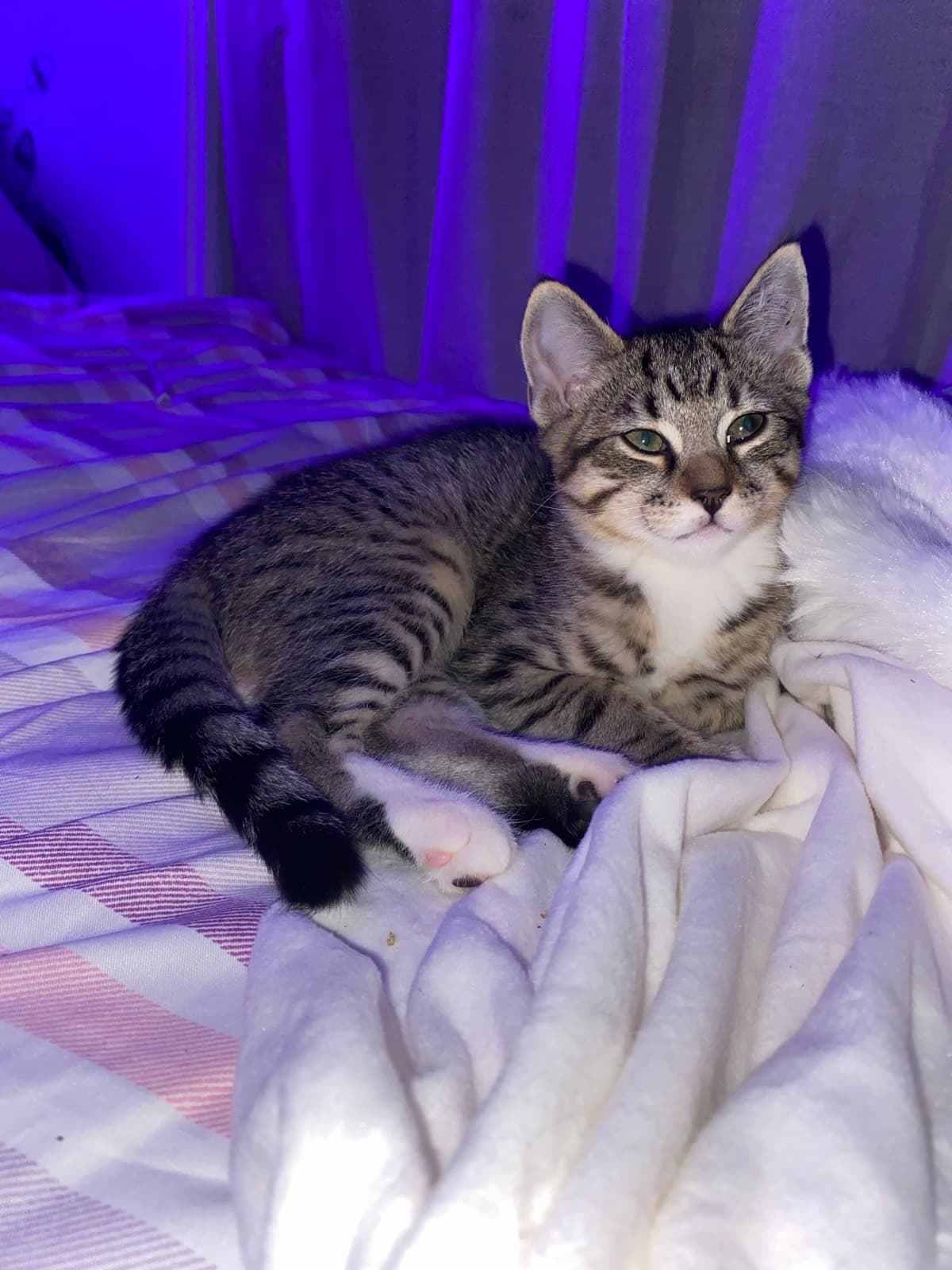Adorable grey fluffy kitten | Cats & Kittens | Gumtree Australia Gold ...