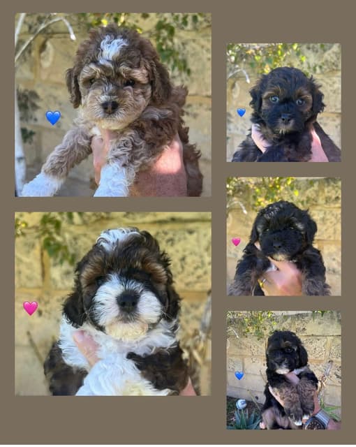 5 Adorable Cavoodle Tri-Color Puppies | Dogs & Puppies | Gumtree ...