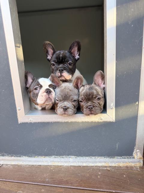 French Bulldog Puppies | Dogs & Puppies | Gumtree Australia Monash Area ...
