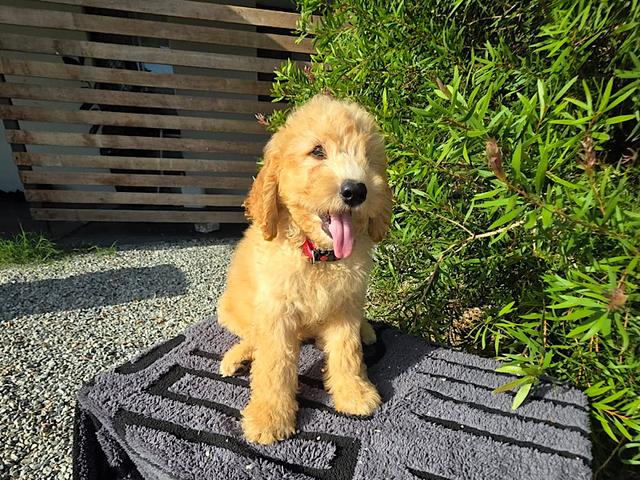 Mini Groodle puppies ready now | Dogs & Puppies | Gumtree Australia ...