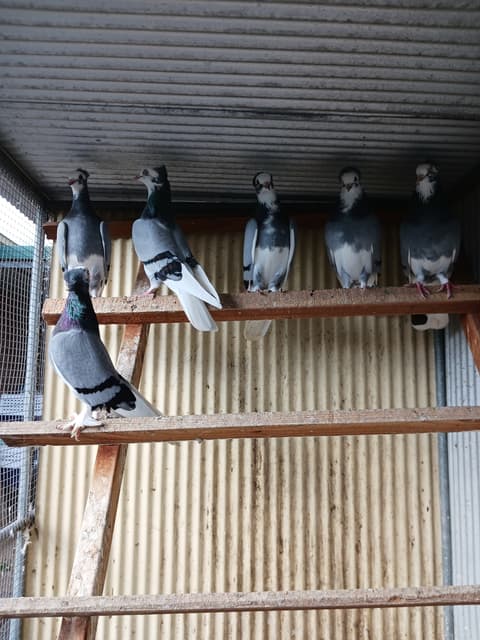 High Flyer Tumble Pigeon | Birds | Gumtree Australia Salisbury Area ...