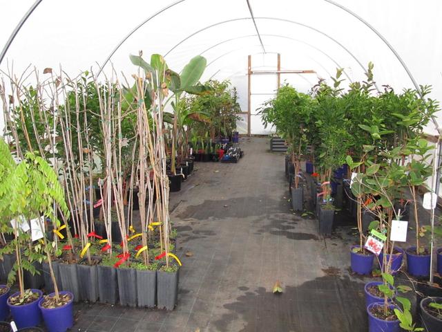 Pistachio Tree Male & Female Pair - Plants in Melton VIC | Gumtree ...