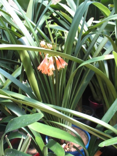 Potted beautiful orange clivia, 10% off for multi-purchases - Plants in ...