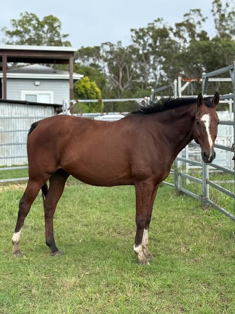 Thoroughbred Gelding - approx 16h - 10-11 yo | Horses & Ponies ...