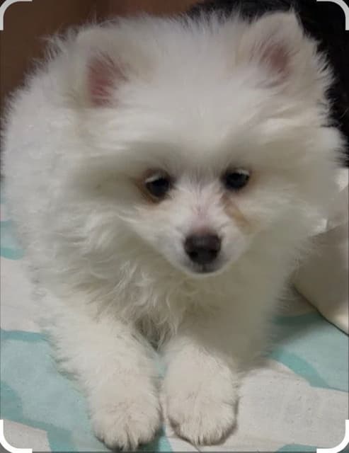 Pomeranian x Japanese Spitz Cross Puppy 5 month old Female | Dogs ...