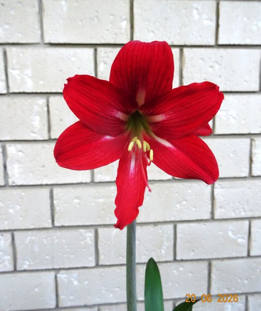Flowering Hippeastrum in 180mm pot- full sun plant - Plants in Darra ...