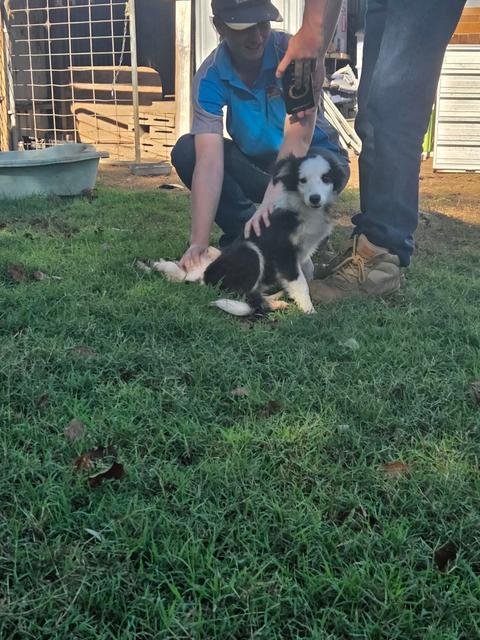 Pure Border Collie Pups | Dogs & Puppies | Gumtree Australia Lockyer ...