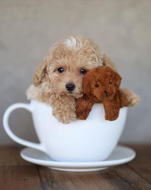 Tiny Toy Spoodles & Teacup Toy Poochon puppies- Available Now! | Dogs ...