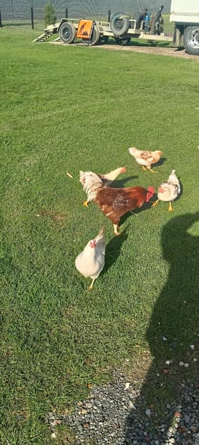 chickens trio 2 female 1male | Birds | Gumtree Australia Casey Area ...