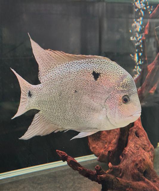 Maskaheros Argentea (veija) Silver Cichlid | Fish | Gumtree Australia ...