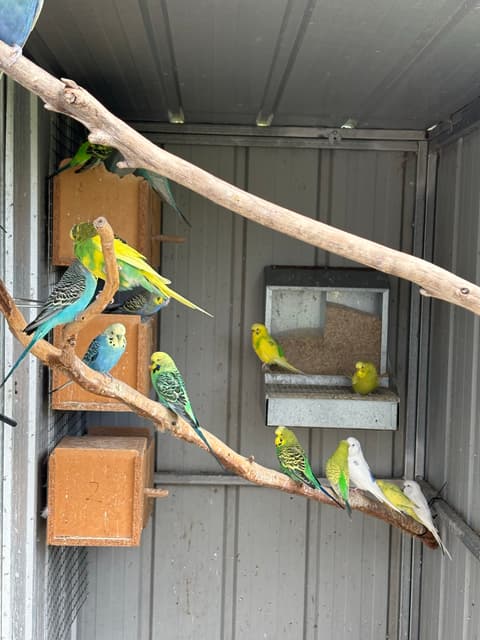 Buddies for sale all ages. | Birds | Gumtree Australia Macedon Ranges ...