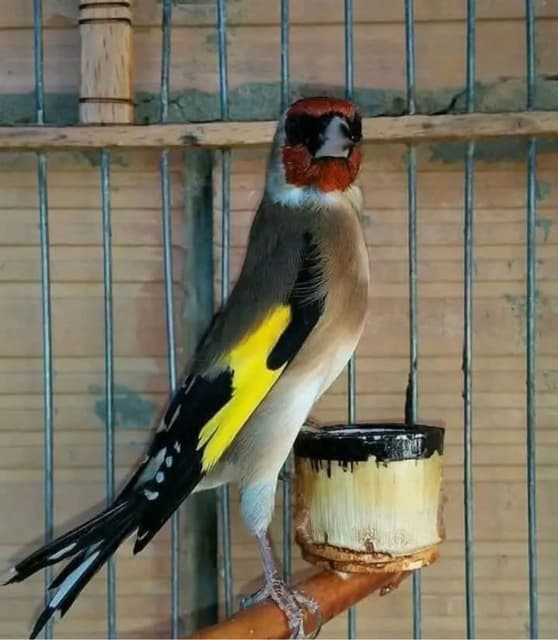 European goldfinch healthy and good sizes big | Birds | Gumtree ...