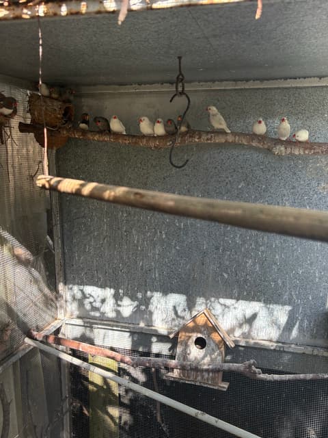 Zebra finches | Birds | Gumtree Australia Macedon Ranges - Romsey ...