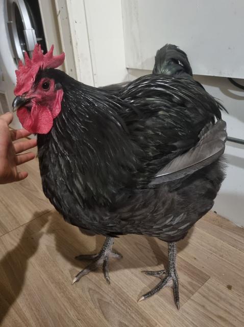 Austrolop | Other Pets | Gumtree Australia Penrith Area - Cranebrook ...