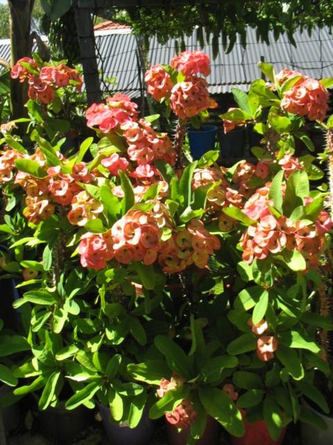 Potted crown of thorn plants, discounts for multi-purchases - Plants in ...