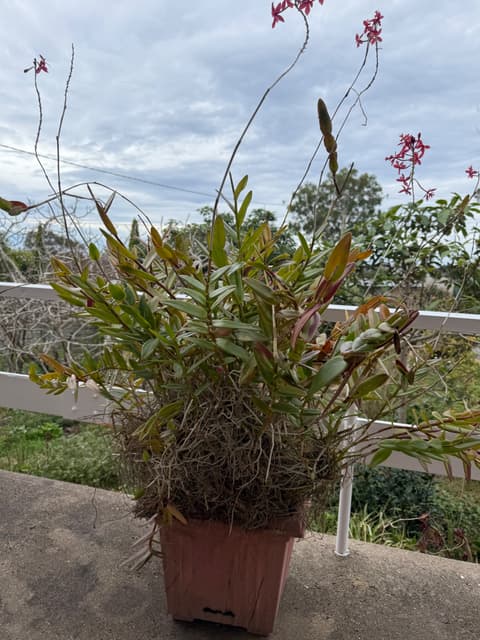 Pot plants - Plants in Pambula Beach NSW | Gumtree Australia