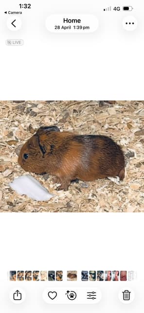 5 Guinea Pigs | Other Pets | Gumtree Australia Cootamundra Area ...
