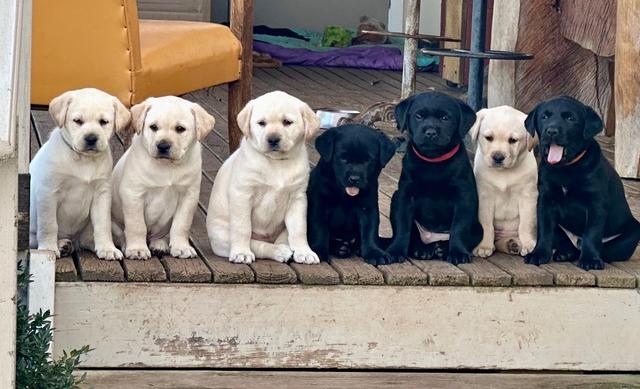 Labrador Puppies | Dogs & Puppies | Gumtree Australia Baw Baw Area ...