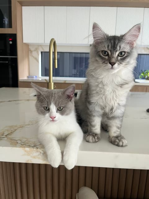 Beautiful Scottish Girl | Cats & Kittens | Gumtree Australia Blacktown ...
