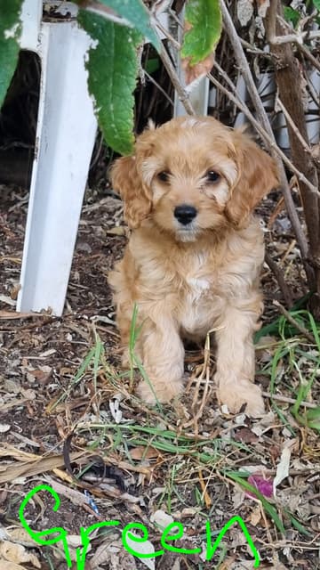 Cavoodle Puppies available now! | Dogs & Puppies | Gumtree Australia ...