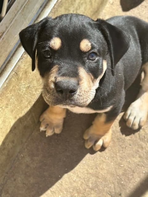 stafyy puppies | Dogs & Puppies | Gumtree Australia Gosnells Area ...