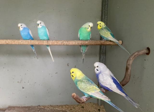 Clearwing, Rainbow & Spangle Budgies | Birds | Gumtree Australia ...
