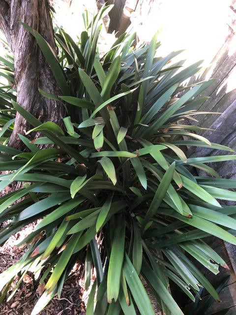 Clivia Plants, bare roots - Plants in Frenchs Forest NSW | Gumtree ...
