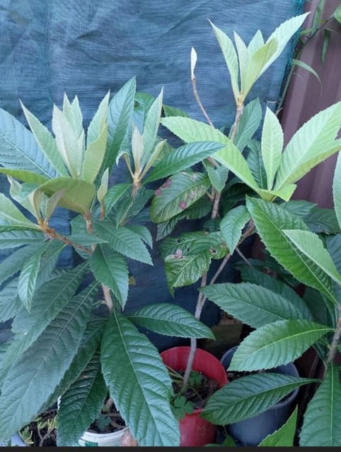 Loquat Plants also known as Chinese/Japanese Plum - Plants in Fairfield ...