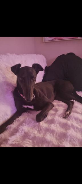 female greyhound | Dogs & Puppies | Gumtree Australia Salisbury Area ...