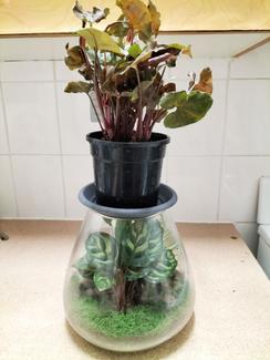 Terrarium with a plant. Buy both to save - Plants in Redfern NSW ...