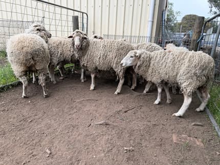 9 sheep for sale | Livestock | Gumtree Australia Hume Area ...
