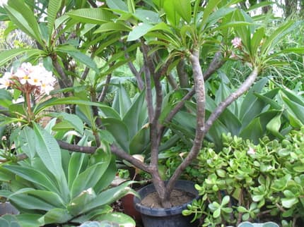 Potted frangipani plants, discounts for multi-purchases - Plants in ...