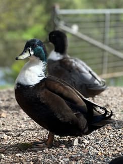 Stunning Call Duck Drakes | Livestock | Gumtree Australia Tweed Heads ...