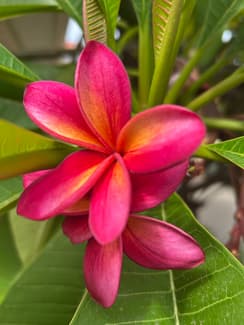 FRANGIPANI WA Sunset - Plants in Lockleys SA | Gumtree Australia