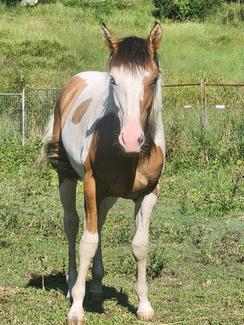 blue eye paint yearling registered | Horses & Ponies | Gumtree ...