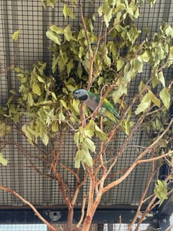 Derbyan parrots (4) have pied gene | Birds | Gumtree Australia Melville ...