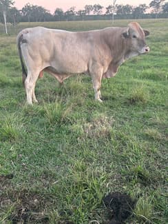Bazadaise Charbray cross Bull | Livestock | Gumtree Australia Fraser ...
