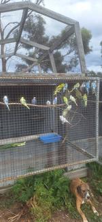 Budgies and Jarvis sparrows | Birds | Gumtree Australia Clarence Area ...