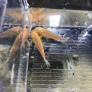 Melanochromis auratus cichlid albino Corys, baby Calico bristle nose ...