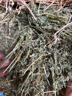 Shedded lucerne - Miscellaneous Goods in Woolooga QLD | Gumtree Australia