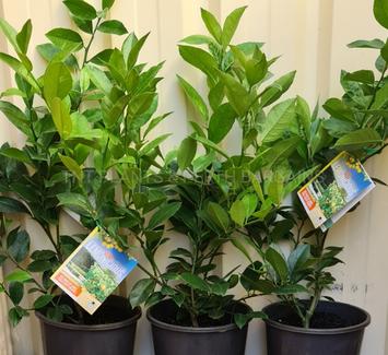 Dwarf Citrus Lemonicious Meyer Patio Lemon Tree Plants - Plants in ...