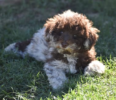 Beautiful Merle & Black Toy Poodle Puppies | Dogs & Puppies | Gumtree ...