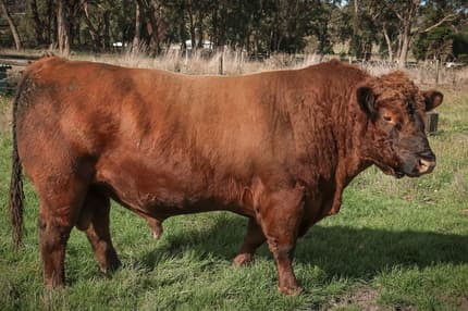 Red Angus -Registered Bull - Breading Cowes - Herd Disposal | Livestock ...