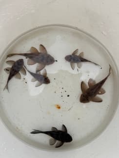 L136 Demini Angelicus Pleco Adults 3F 2M | Fish | Gumtree Australia ...